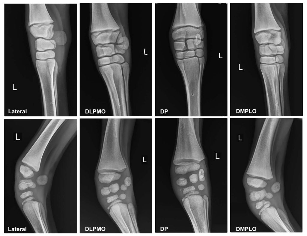 Bone formation scoring 2.0 - Townsend Equine Health Research Fund